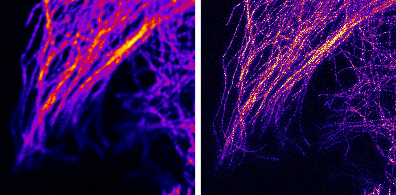 Image Gallery : Wolfson Centre for Biological Imaging : Sussex Centre ...