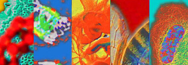 School of Life Sciences : University of Sussex