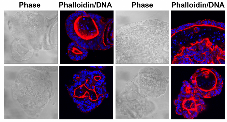 Our research : Morgan Lab : School of Life Sciences : University of Sussex